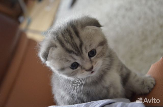 Шотландские вислоухие котята