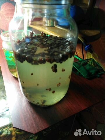 Улитка катушка