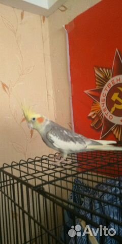 Попугай карэлла