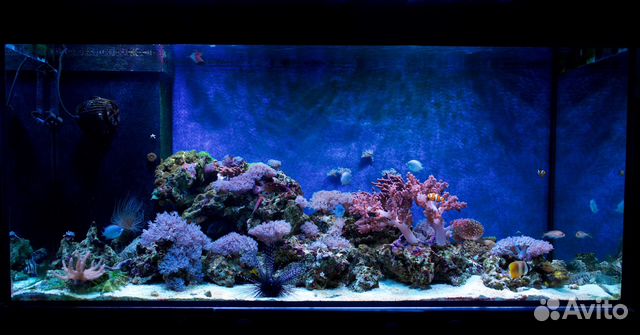 Аквариум