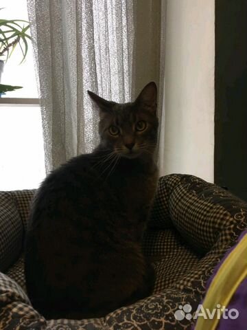 Добрый котик Потап в дар