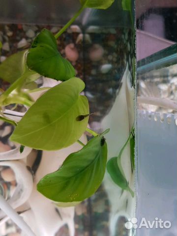 Аквариумные рыбки сомики