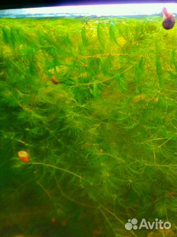 Роголистник для аквариума