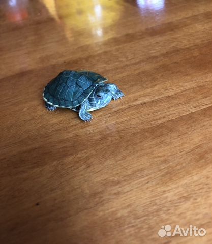 Черепашонок