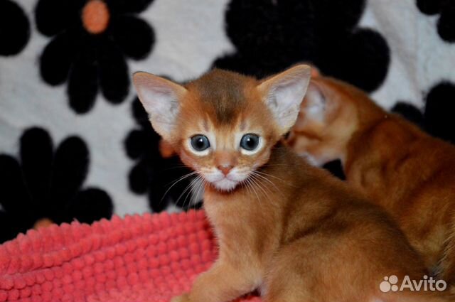 Абиссинские мальчики соррель