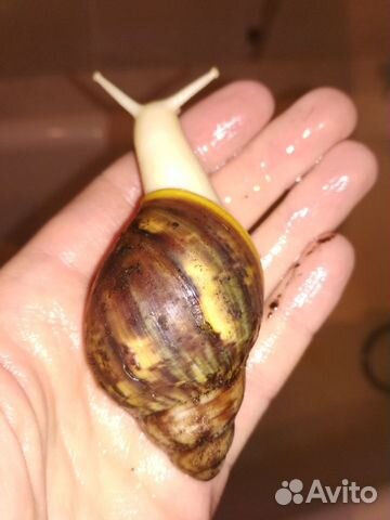 Улитки архахатина Бенин