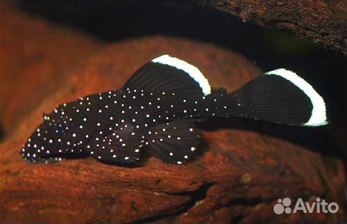 Анциструс Звёздчатый