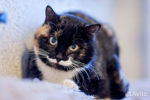 Кошка-богатка