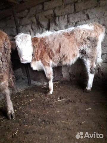 Продаются телки