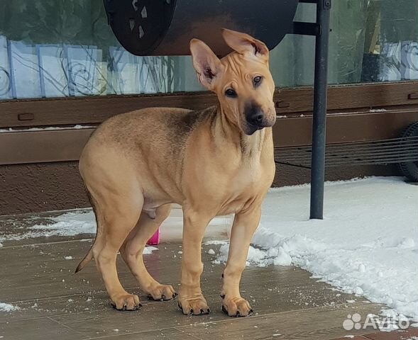 Щенок Тайского Риджбека