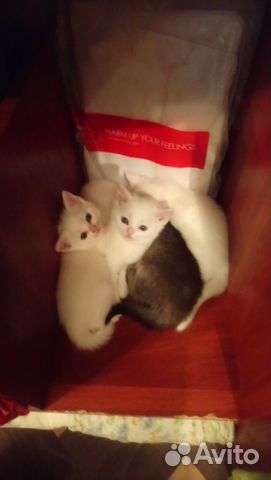 Продам очаровательных котят