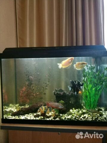 Аквариум с рыбками