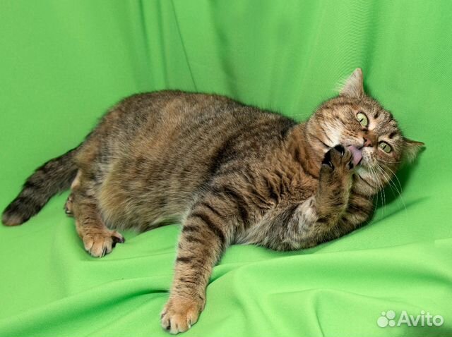 Красавица Булочка ищет дом