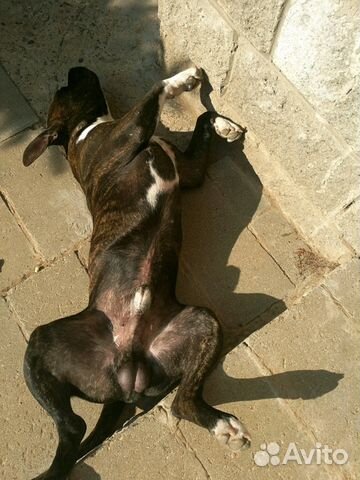 Вязка. Стаффорд