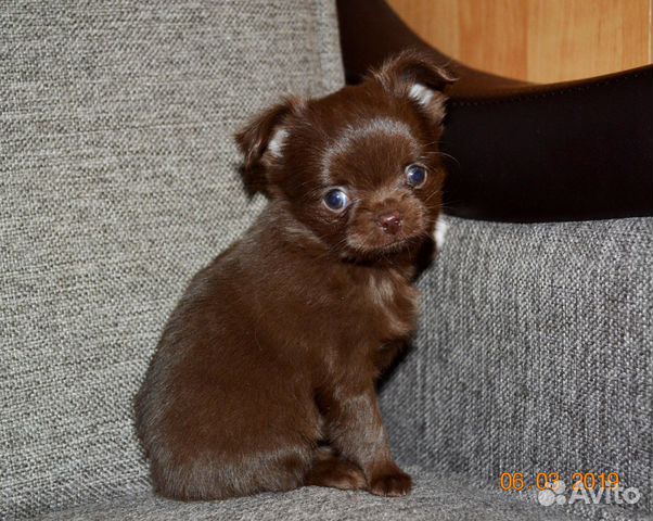 Кукольная шоколадка