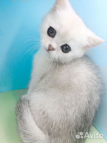 Милли - нежная серебряная британочка