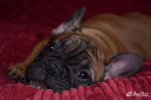 Французские бульки