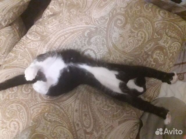 Отдам котеночка в добрые руки