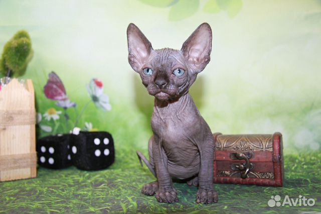 Чудо ребенок Канадский сфинкс