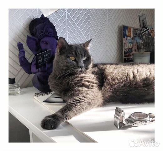 Британка Плюша ищет дом