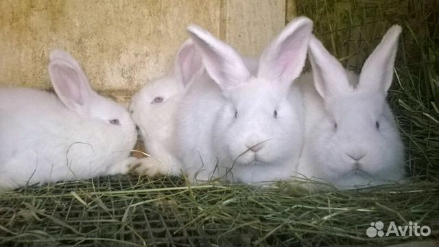 Крольчата помесные 1 мес.(Белый великан+Калифорния