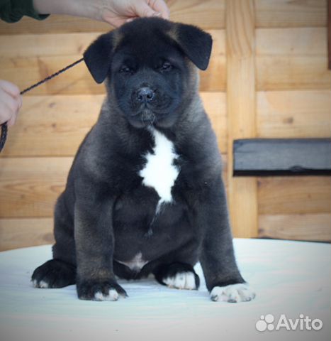 Американская Акита Бурый Мишка