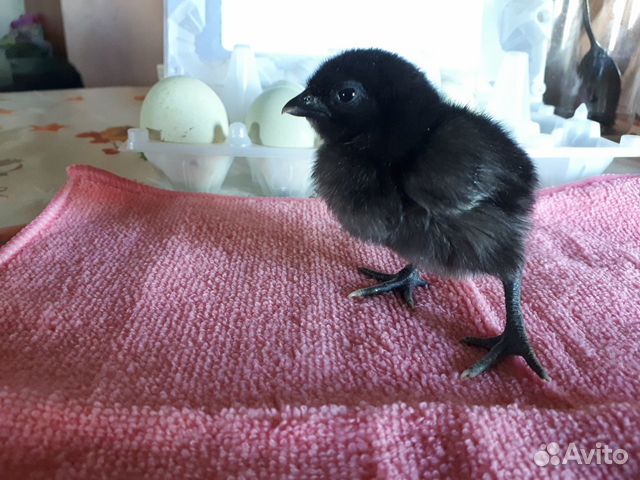 Циплята уйхеиюль