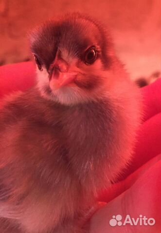 Куры Доминант