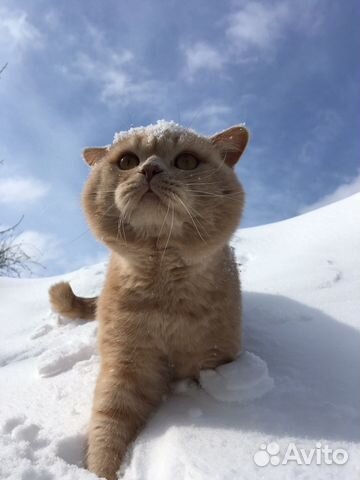 Британский Сэр приглашает на вязку