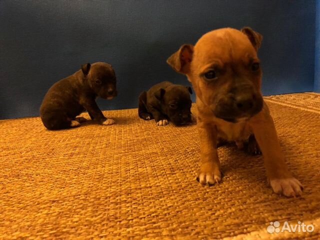 Продам внеплановых щенков