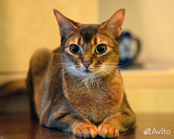 Абиссинская кошка, 3,5 года