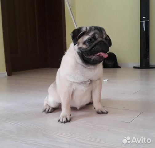 Щенки мопса от импортных производителей