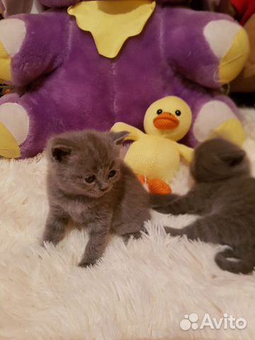 Шотландские котята