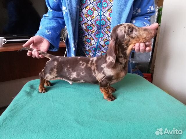 Продаю щенков таксы миниатюрной и стандартной