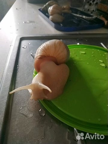 Улитка Ахатина Альбинос