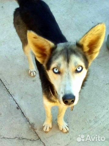 Лайка помесь с Хаски 1 год девочка отдам