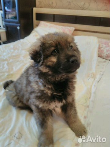 Щенок в дар 2,5 мес