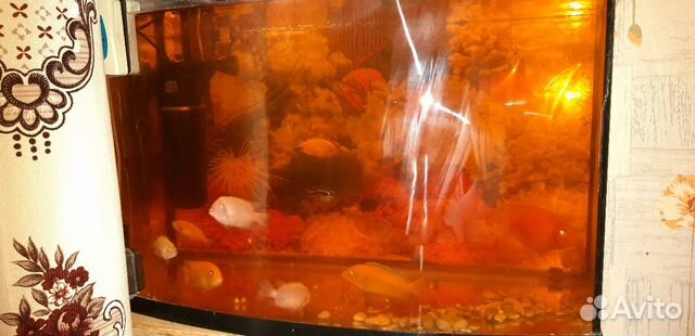 Аквариум