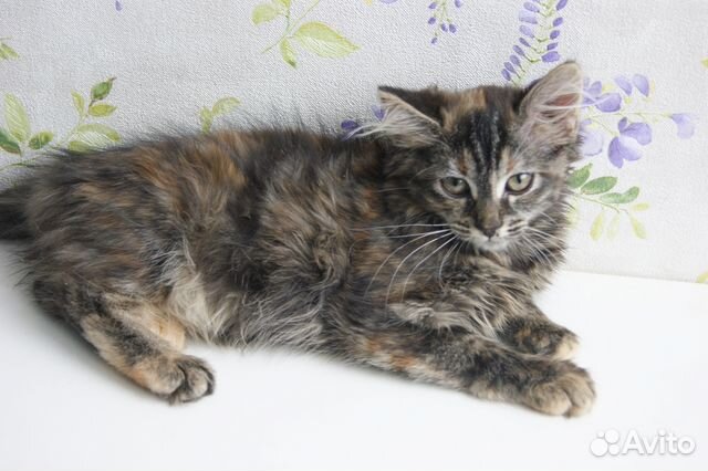Пушистая красотка как с картинки 2 мес в дар