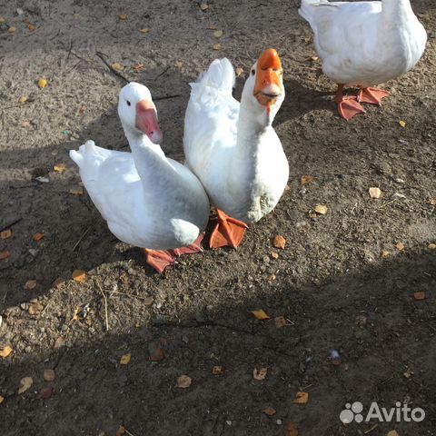 Продам гусей