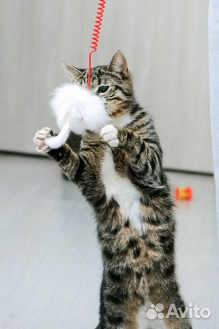 Котенок подросток 9 мес