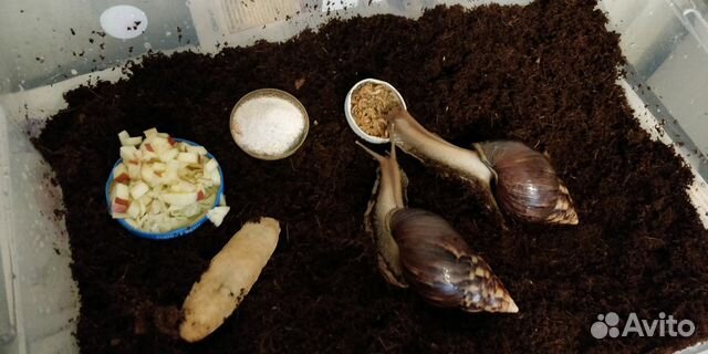 Улитки. 2 шт