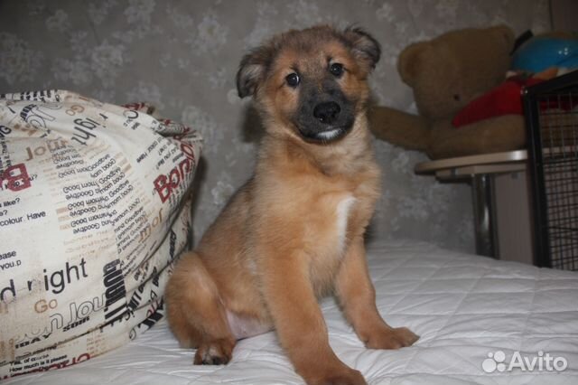 Девчулька-рыжулька В добрые руки