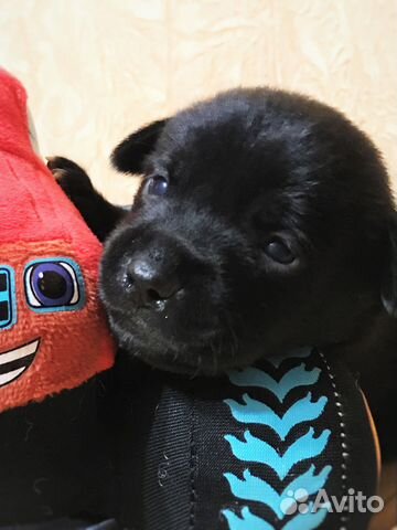 Ксолоитцкуинтли в шерсти, щенок