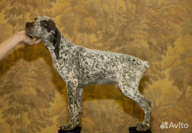 Бурбонский брак