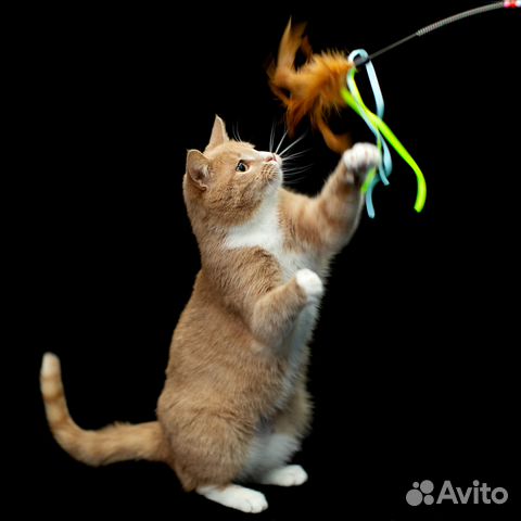 Солнечная кошечка Феня в добрые руки