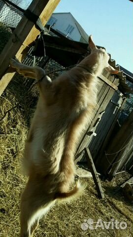 Продам козлик