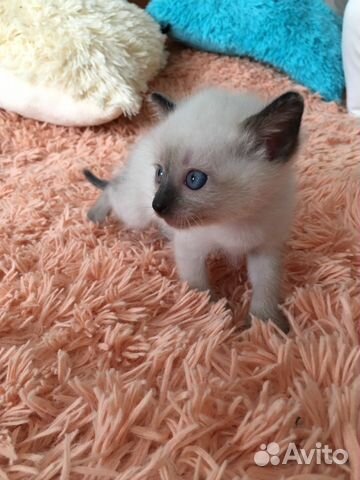 Сиамские котята