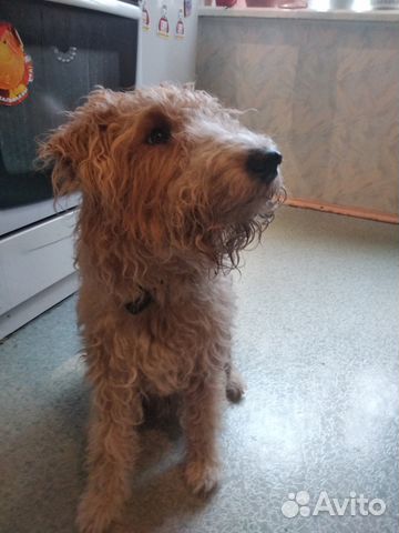 Найдена собака