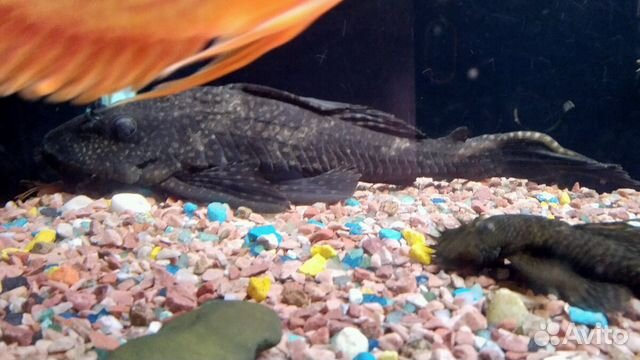 Парчевый птерегоплихт